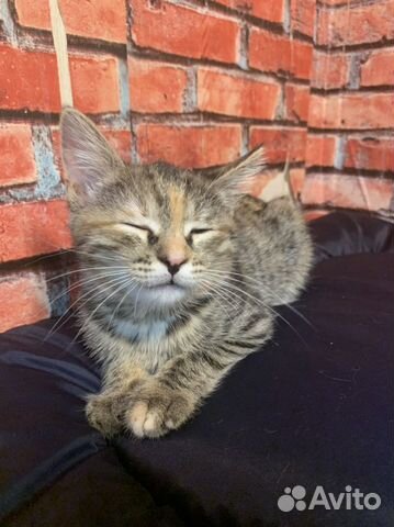 Котенок Полли 3 мес ищет дом