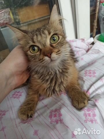 Миниатюрная кошечка Адель