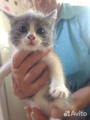 Котёнок мальчик