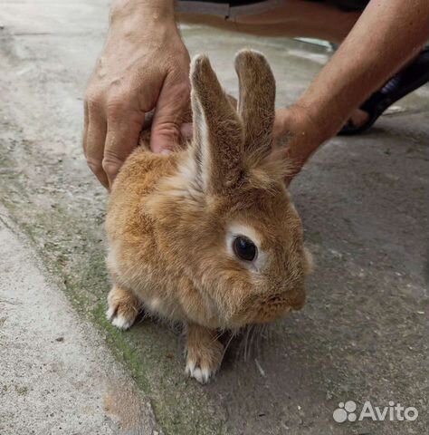 Декоративные кролики