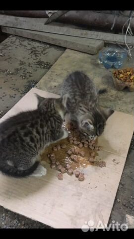 Котята метисы