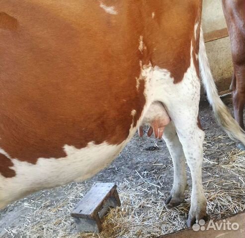 Корова и тёлки