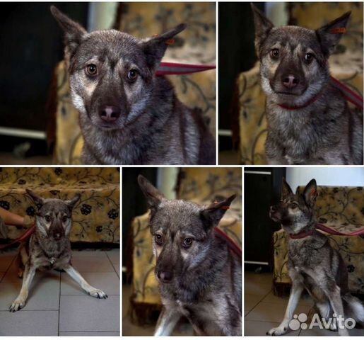 Собака девочка. Корица ищет дом