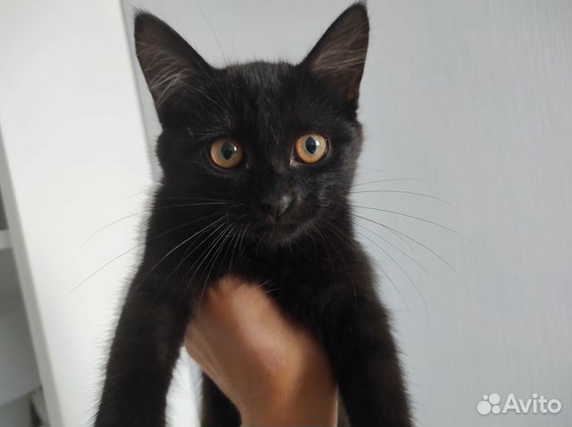 Котенок ищет дом