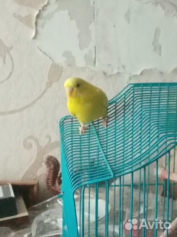 Улетел попугай