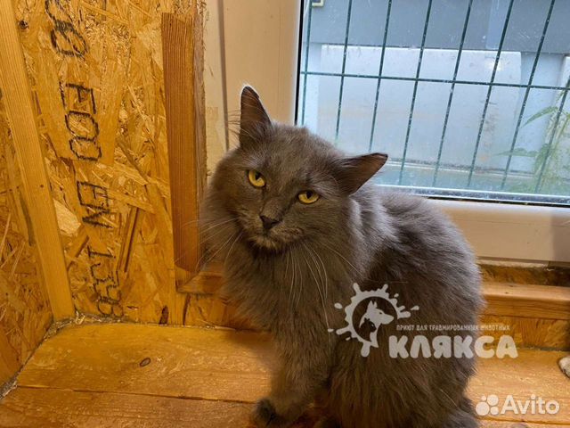 Кот оптимист Димка