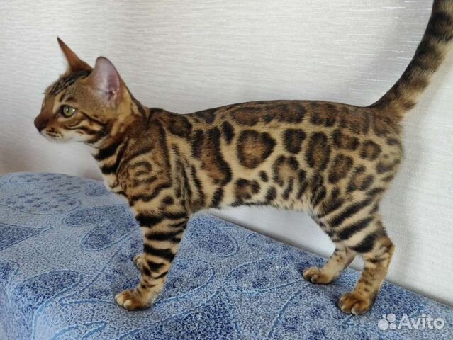 Бенгальская кошечка