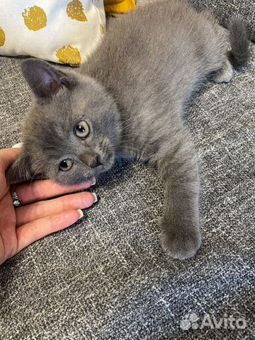 Отдам британского котика в добрые руки