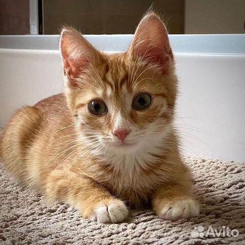 Кошки бесплатно