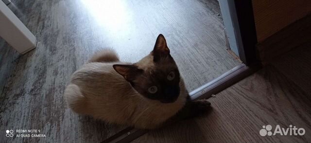 Тайские котята