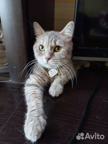 Киса- лапочка