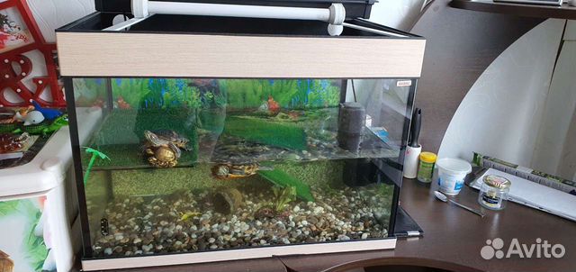 Террариум для красноухой черепахи