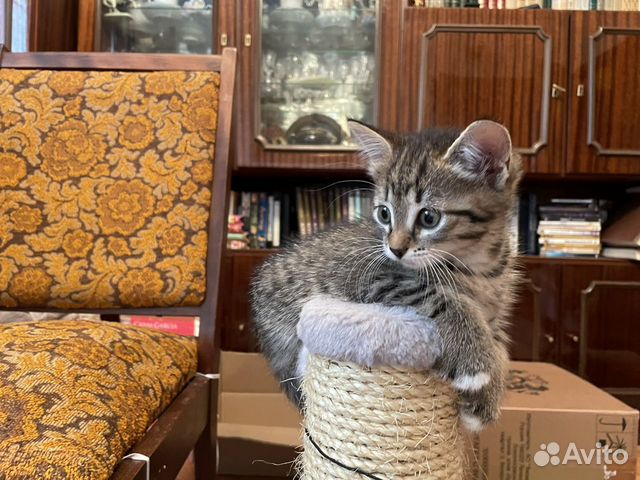Котенок тигра в добрые руки