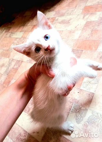 Котята бобтейл мальчик и девочка