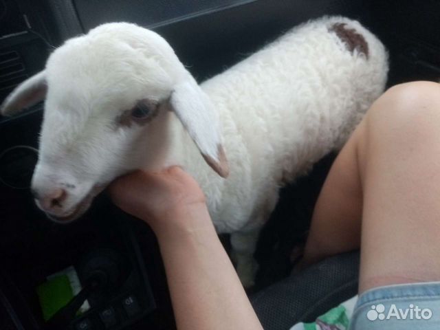 Барашек курдючный