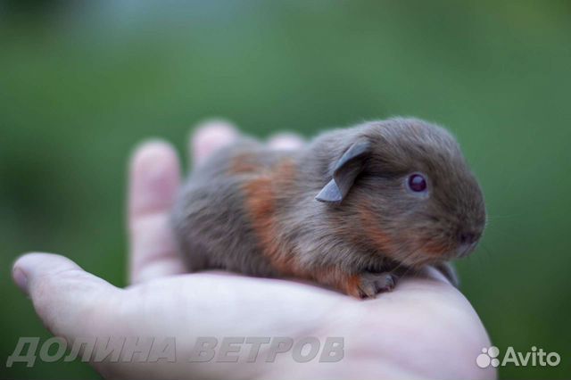 Морская свинка лиловая с золотым
