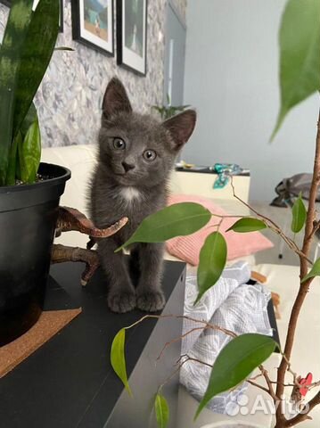 Котенок Лютик