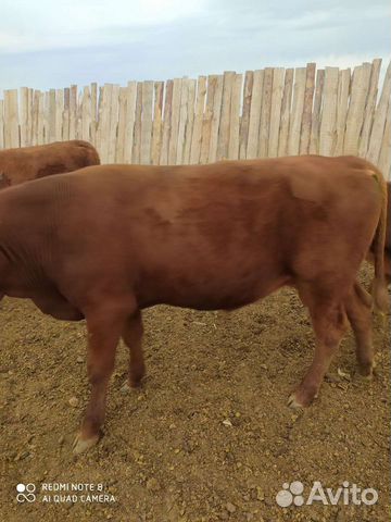 Корова телята и бычки