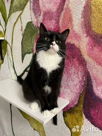 Отдам в добрые руки