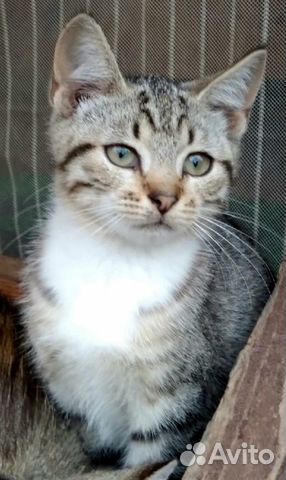Котенок