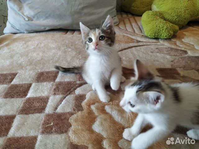 Котята в поиске семьи и дома