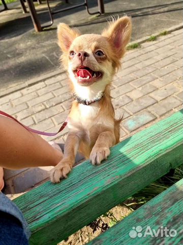 Чихуахуа мальчик