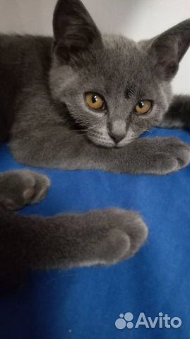 Котик Мишенька котенок