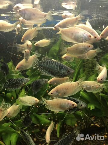 Рыбки и растения