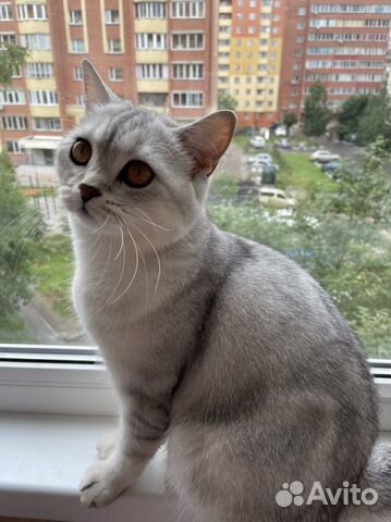 Ищем котика на вязку, шотландец