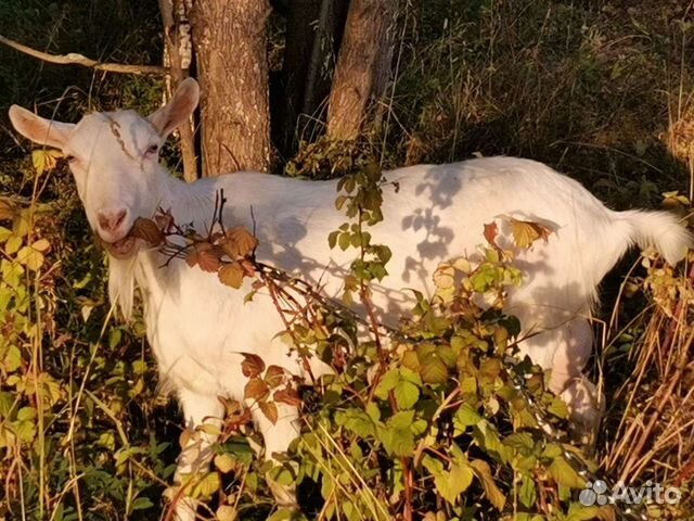 Коза дойная 2 годовалая