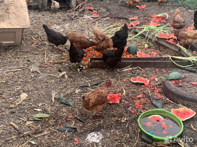 Продам курей