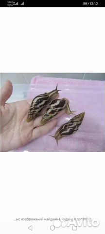 Улитки Лимиколярии