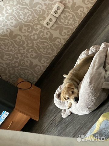 Шарпей в хорошие руки
