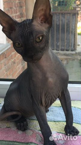 Канадский сфинкс