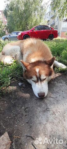 Аляскинский маламут,хаски