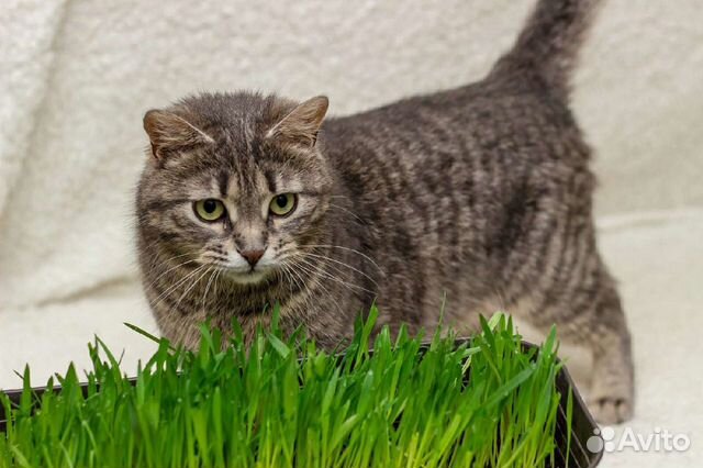 Мурза в добрые руки