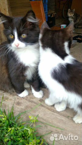 Кошки в добрые руки бесплатно