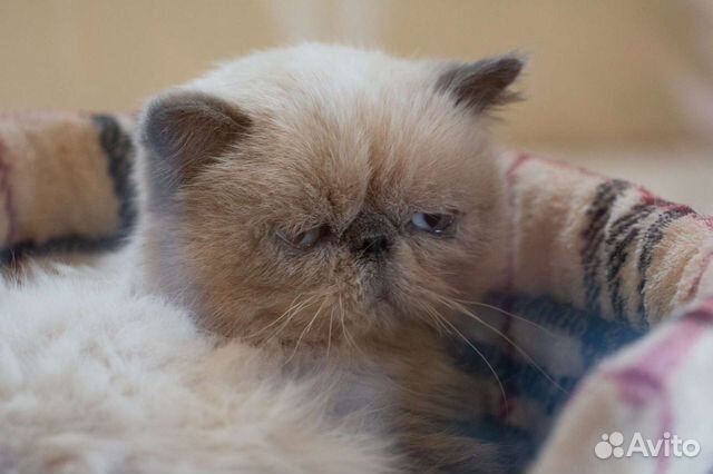 Плюшевый Экзот в заботливые руки