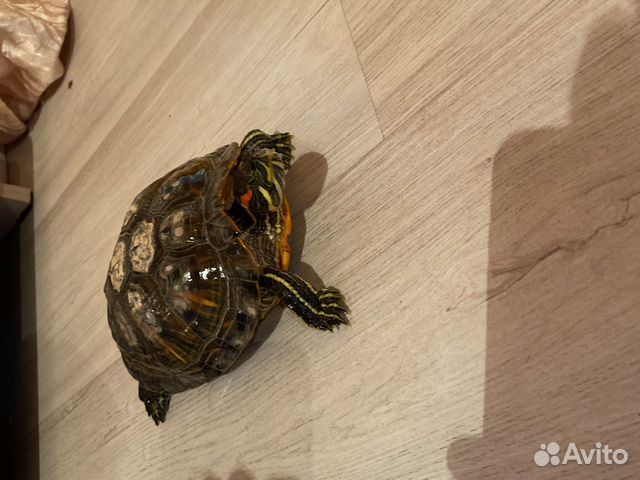 Красноухая черепаха