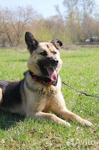 Классный Твикс ищет хозяина, в дар