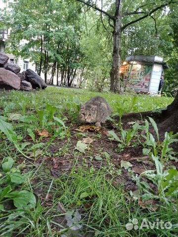 Британец котик