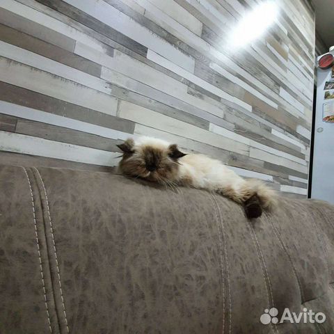 Гималайская кошка