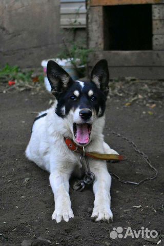 Щенок Жасмин на охрану 6 месяцев. Стерилизована