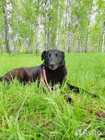 Хвостик в семью