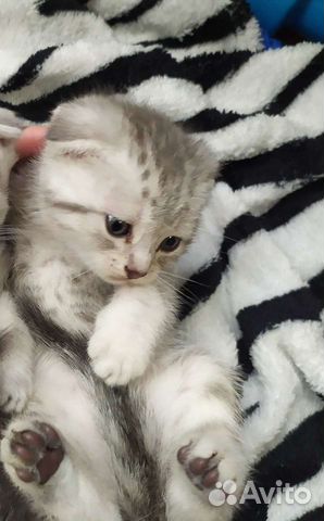 Шотландская вислоухая кошечка