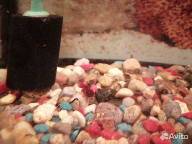 Мальки петушка