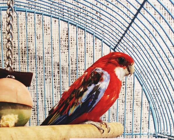 Розелла мальчик