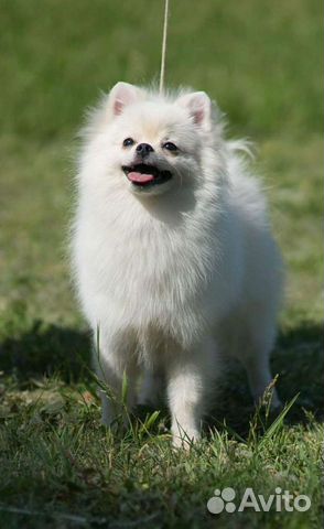 Шпиц малый вязка