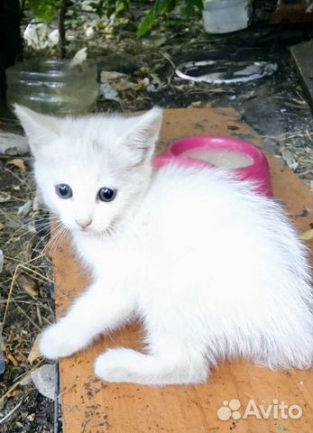 Белоснежный котик, 1 месяц