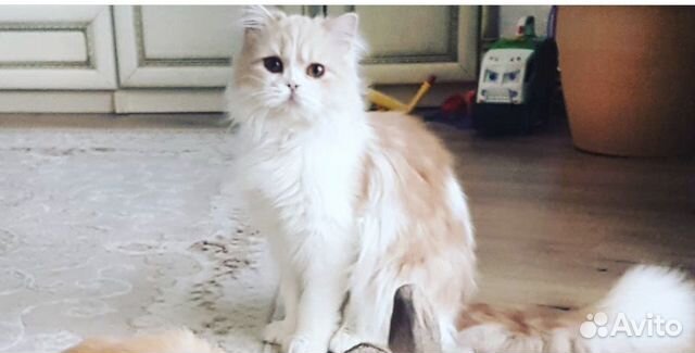 Шотландский кот